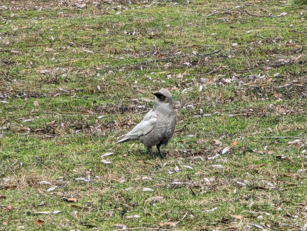 American Crow from Chilliwack, BC V2R 3T2, Canada on February 10, 2023 ...