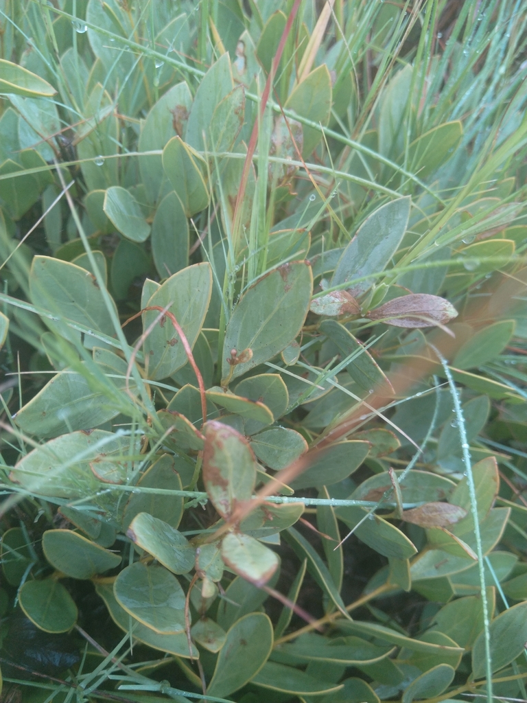 Butterfly Bush from Merafong City Local Municipality, South Africa on ...