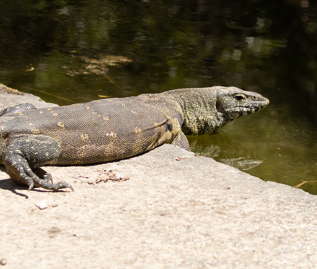 Nile Monitor from Mount Zebra National Park, Zuid-Afrika on December 7 ...