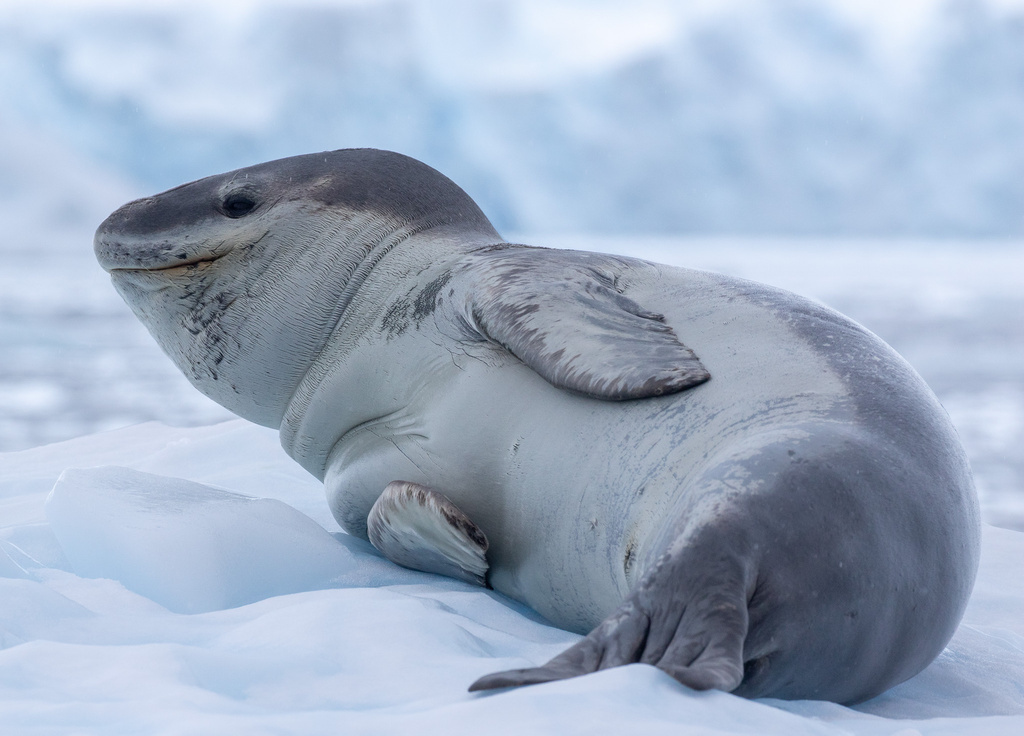 Leopard Seal from Southern Ocean, AQ on January 21, 2023 at 10:12 AM by ...
