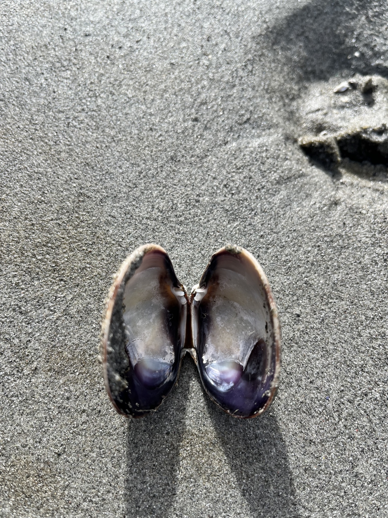 Ruditapes philippinarum (A.Adams & Reeve, 1850)