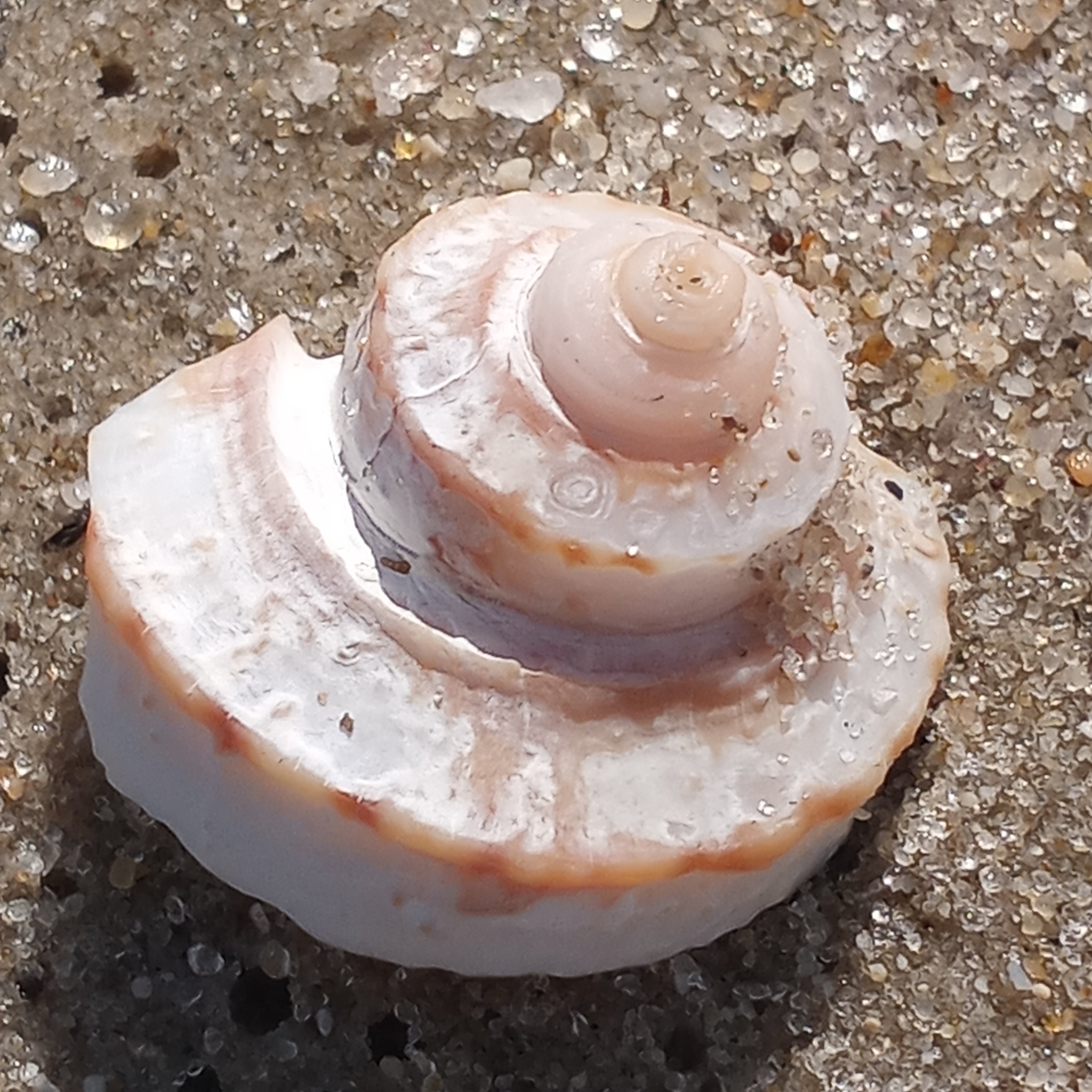 Busycotypus canaliculatus (Linnaeus, 1758)