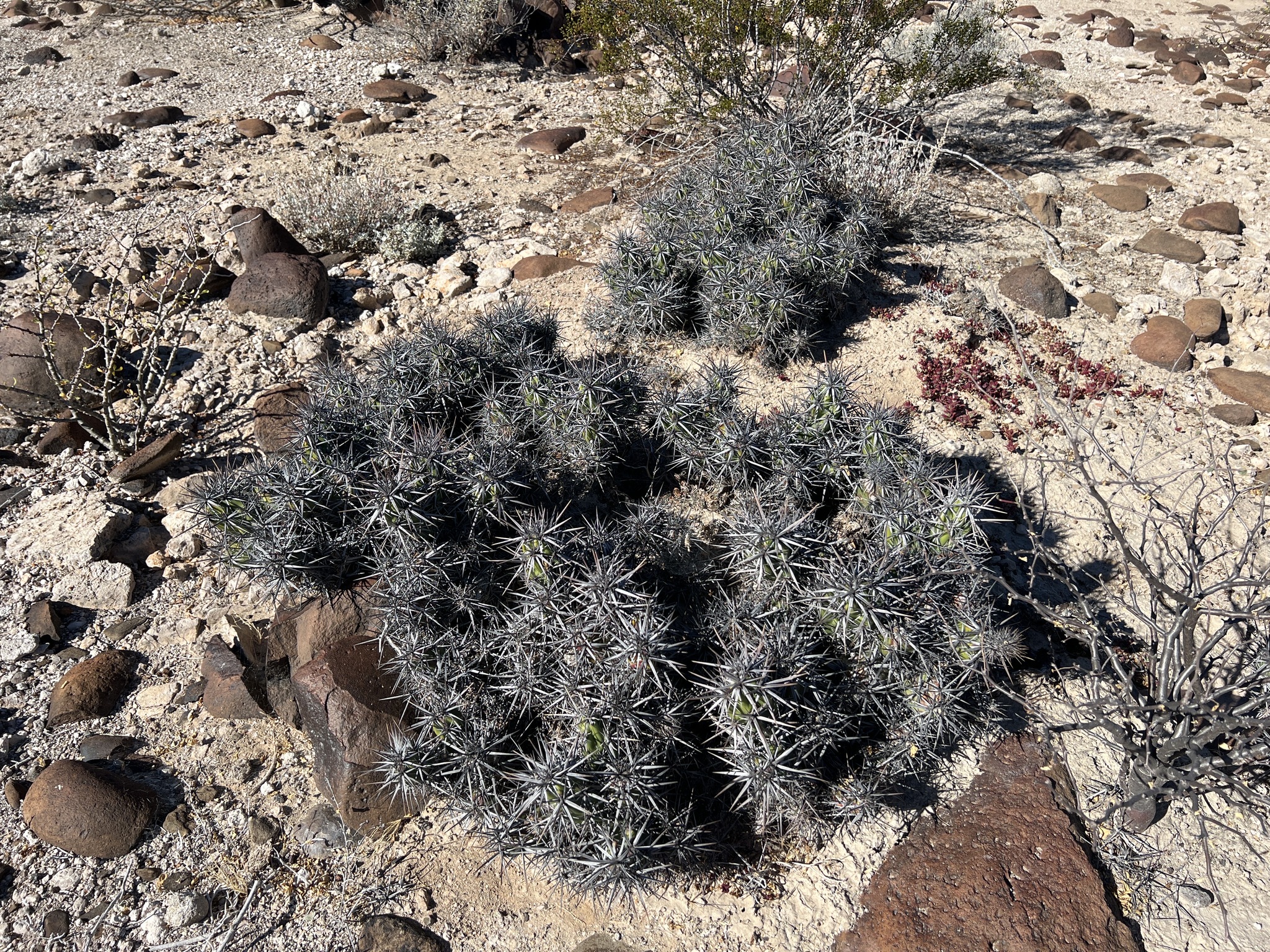 Grusonia invicta (Brandegee) E.F.Anderson