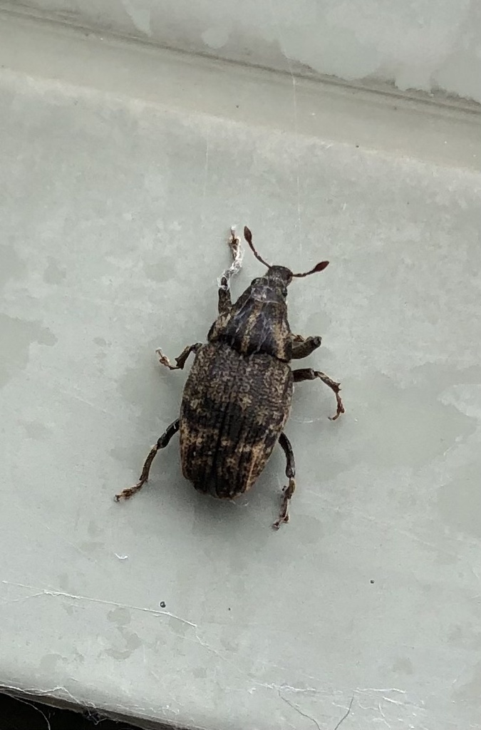 Pit Weevils from Egmont National Park, Egmont National Park, Taranaki ...