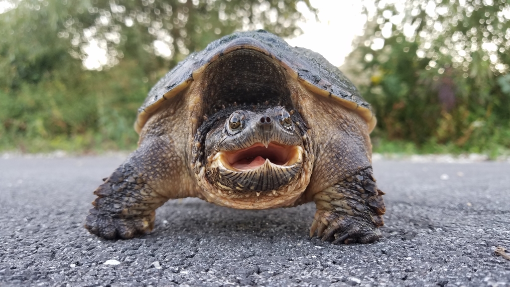 Common Snapping Turtle from 301 North Point Dr, Winthrop Harbor, IL ...
