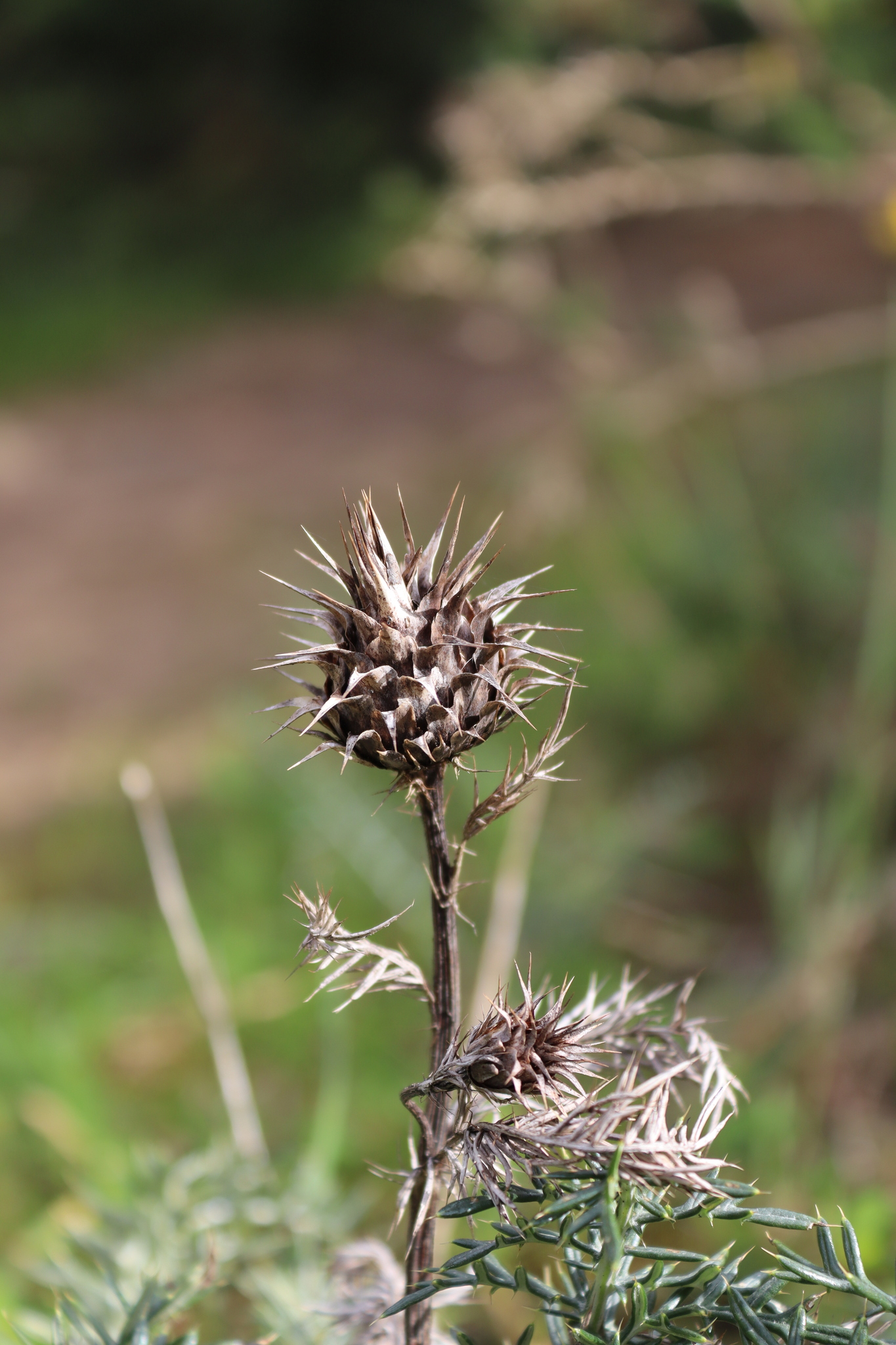 Cynara humilis L.