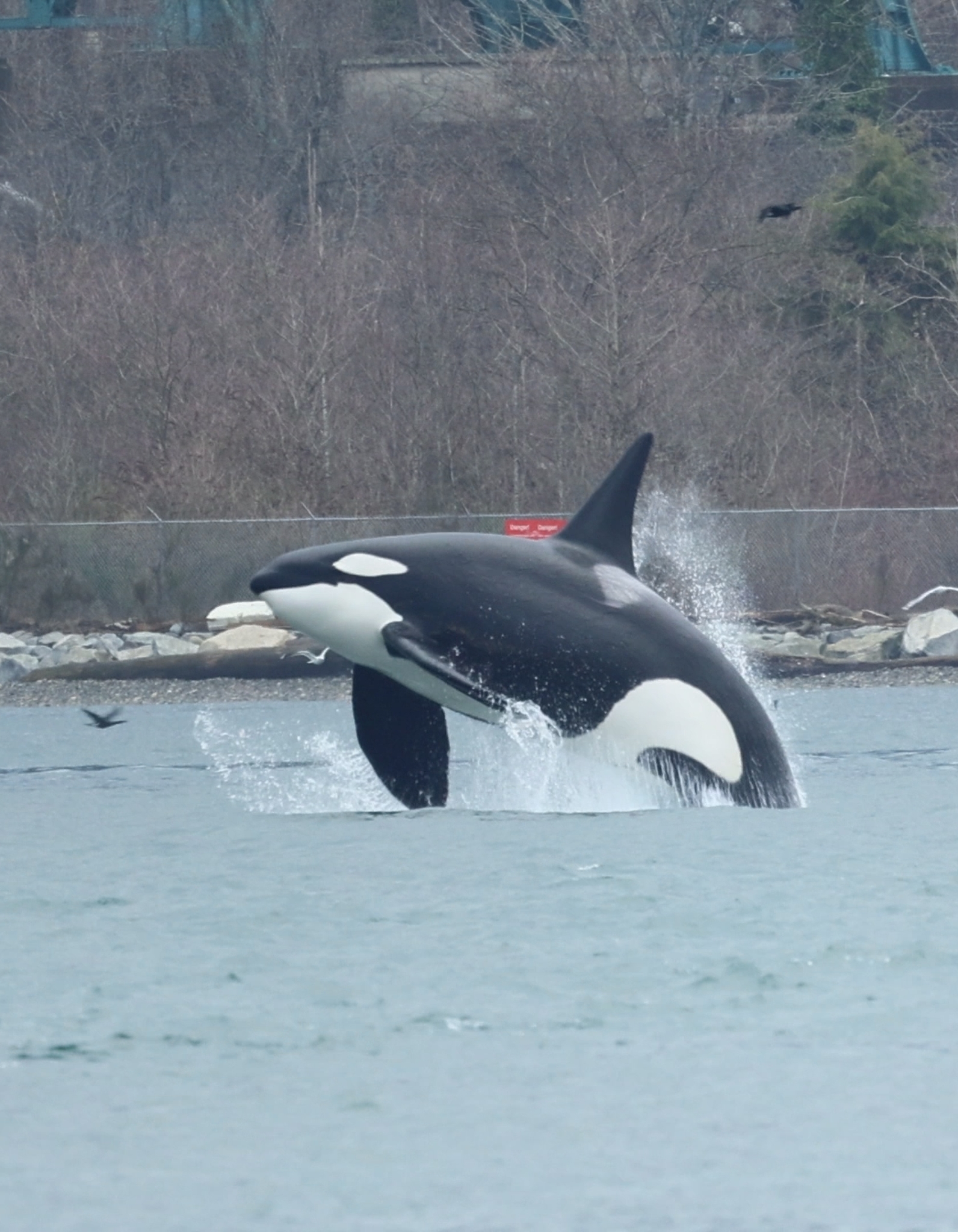 Orcinus orca (Linnaeus, 1758)