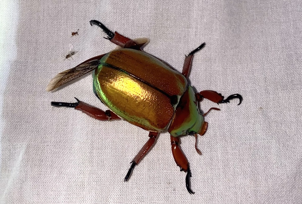 King Christmas Beetle from Kremnos, NSW, AU on February 10, 2023 at 09: ...