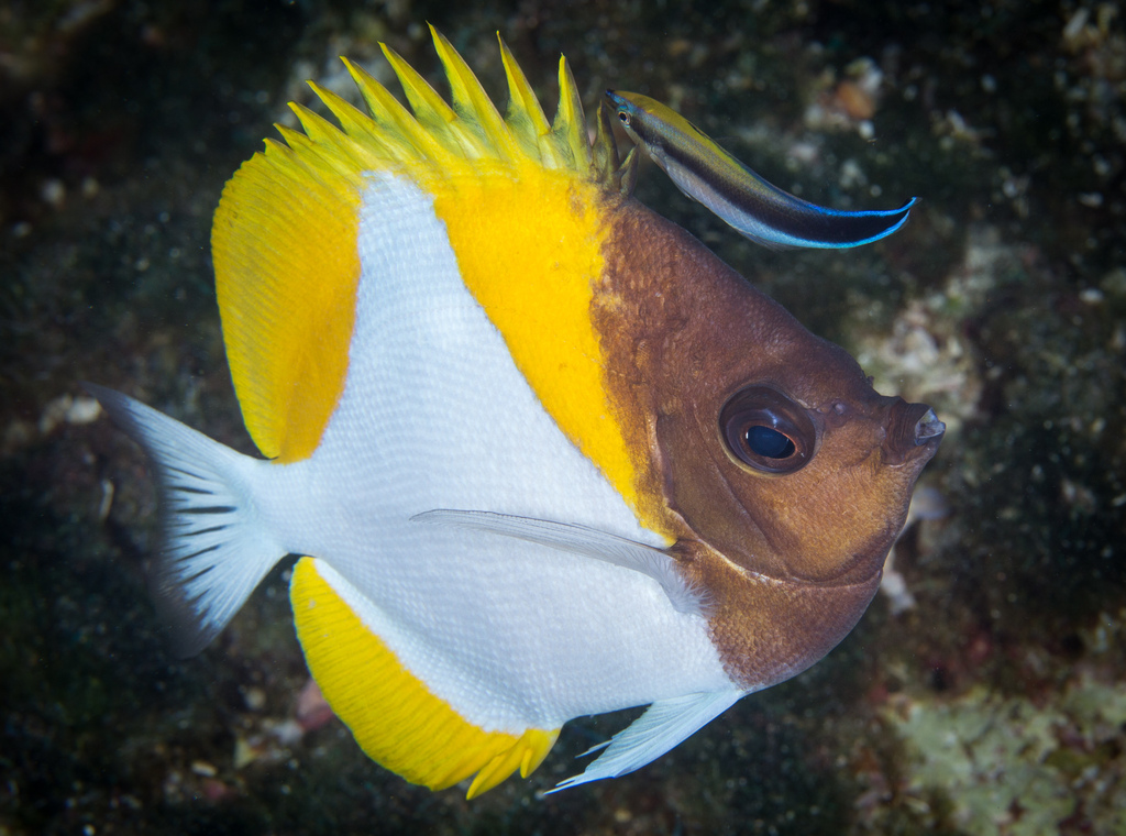 Pyramid Butterflyfish from Wakatobi, Kepulauan Wakatobi (Laut ...