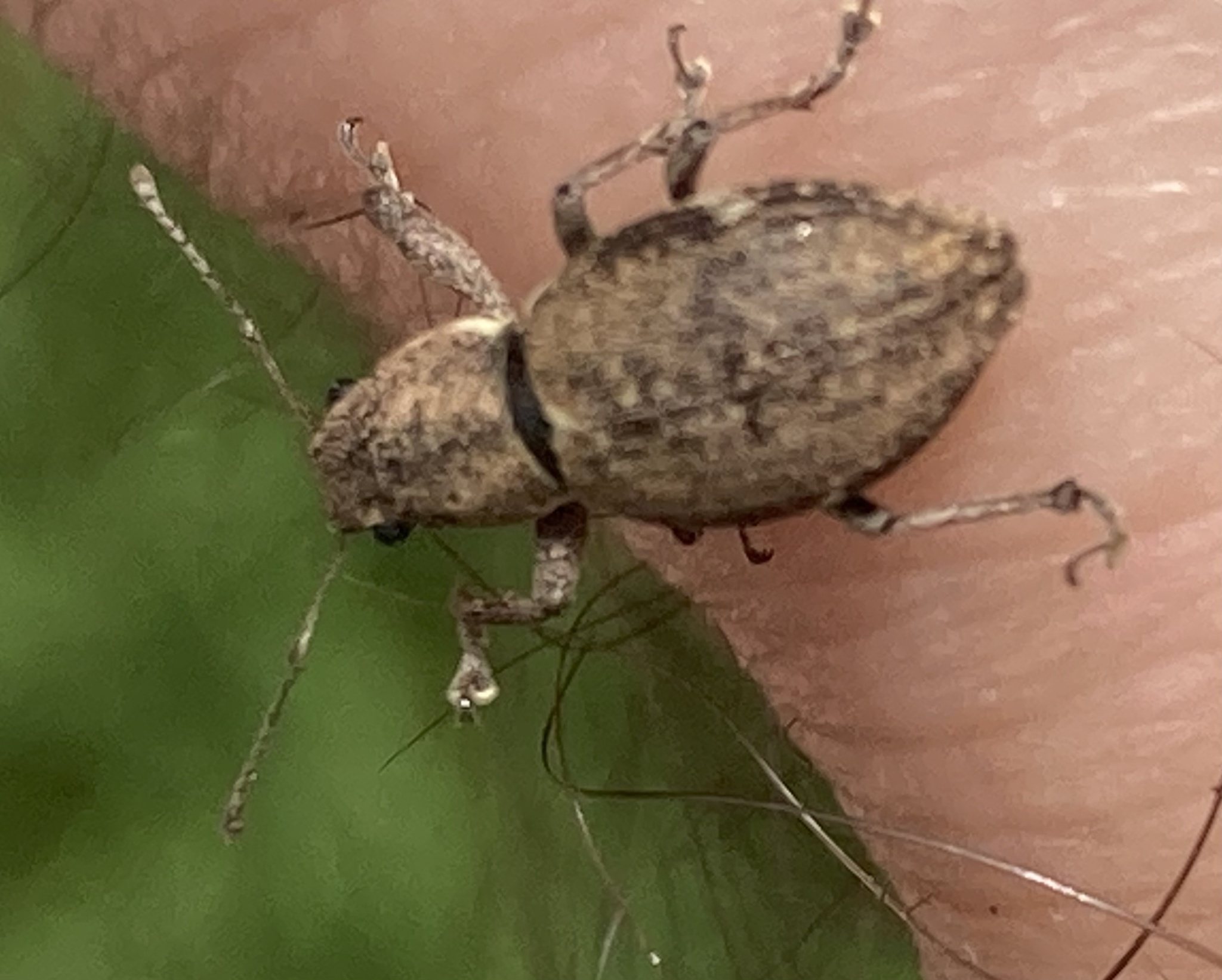 Pantomorus cervinus (Boheman, 1840)