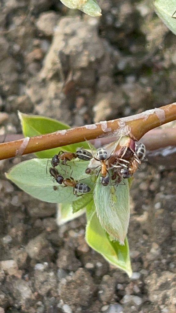 Western Velvety Tree Ant from San Vicente Rd, Ramona, CA, US on ...