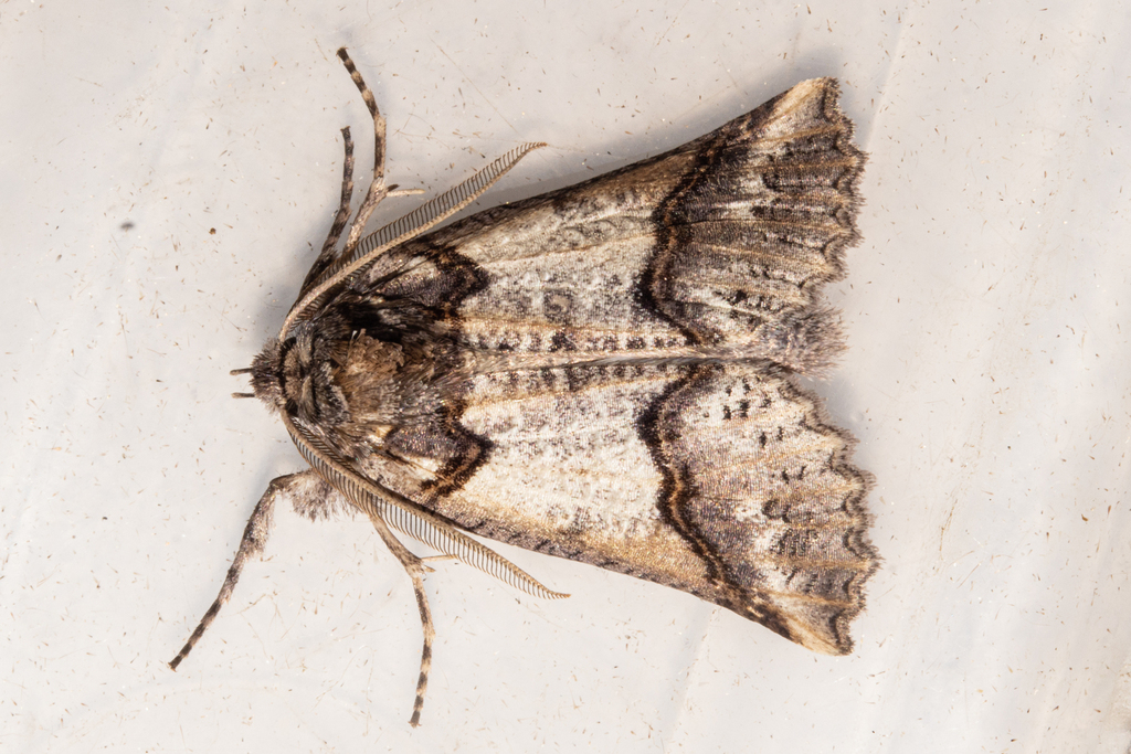 Declana junctilinea from Naseby, New Zealand on February 09, 2023 at 10 ...
