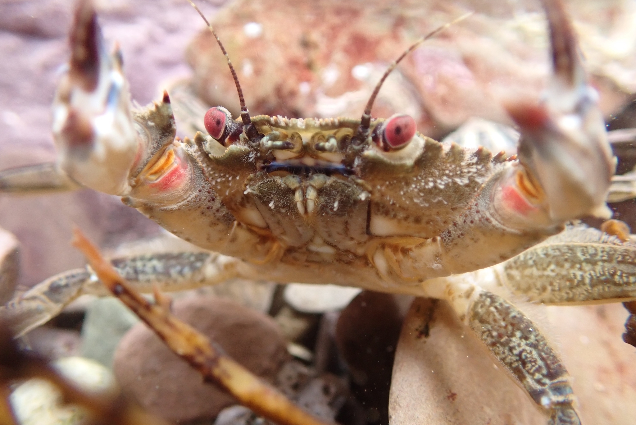 Necora puber (Linnaeus, 1767)