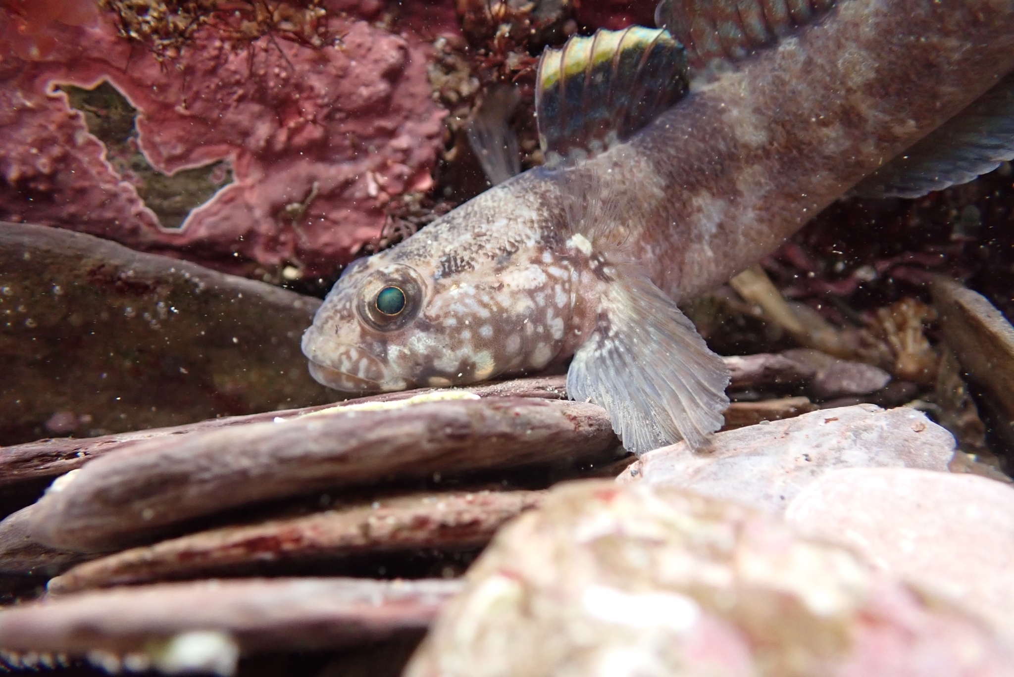 Gobius Linnaeus, 1758