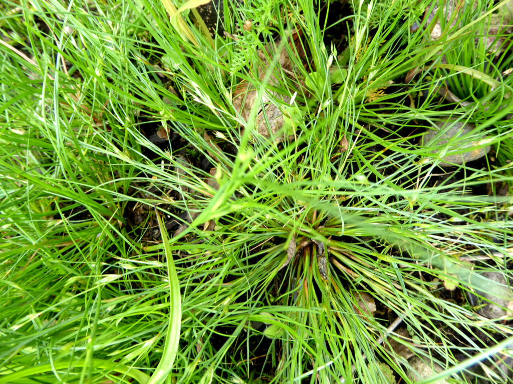 Toad rush from 16 Virginia Heights, Otamatea, Whanganui, New Zealand on ...