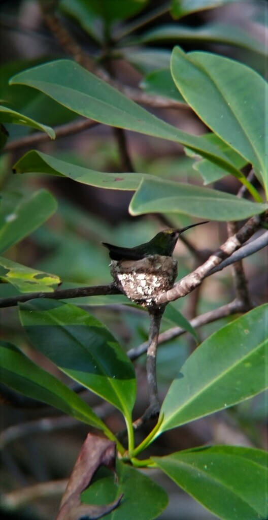 Mangrove Hummingbird (Amazilia boucardi) - Avian Discovery
