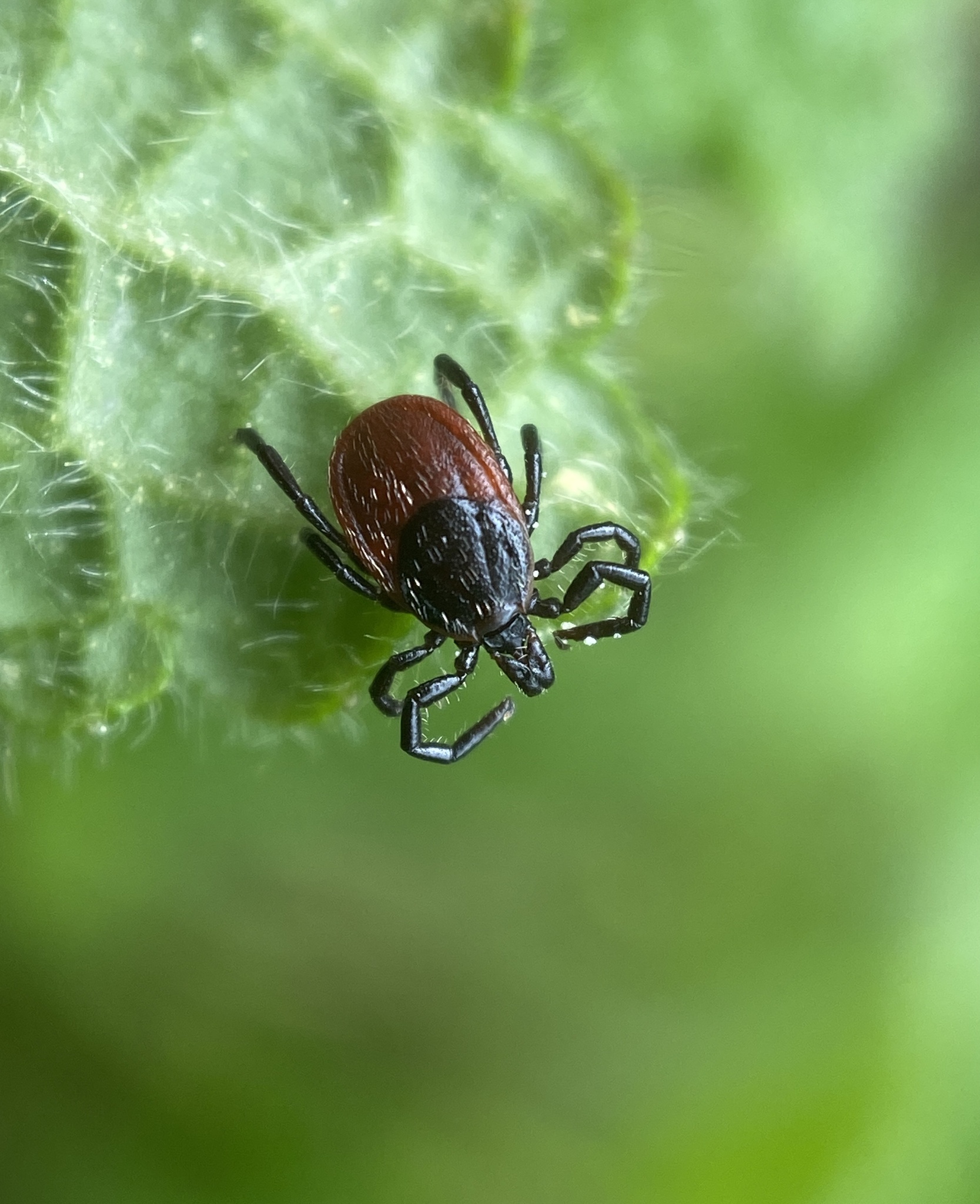 Ixodes pacificus Cooley & Kohls, 1943