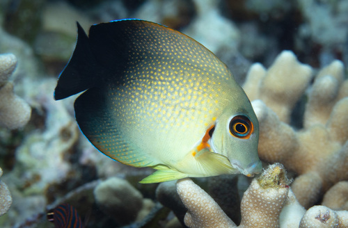 Mimic Surgeonfish (Field guide to fishes of the Coral Sea Marine Park ...
