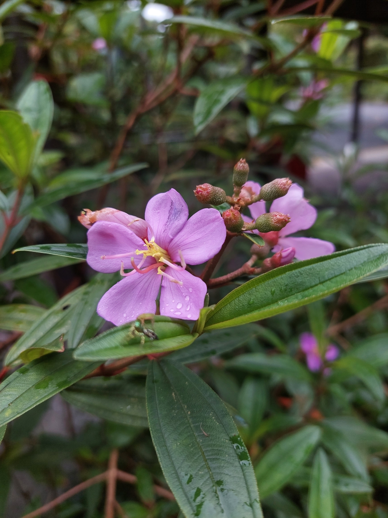 Melastoma malabathricum L.