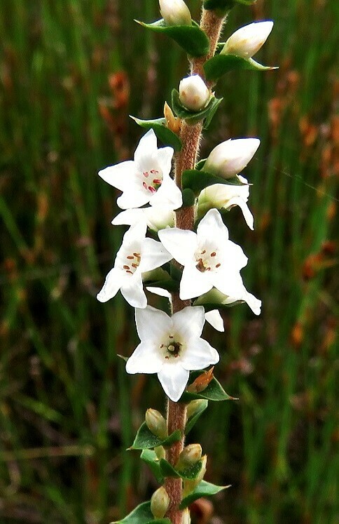 Epacris gunnii from Newnes Plateau NSW 2790, Australia on February 09 ...