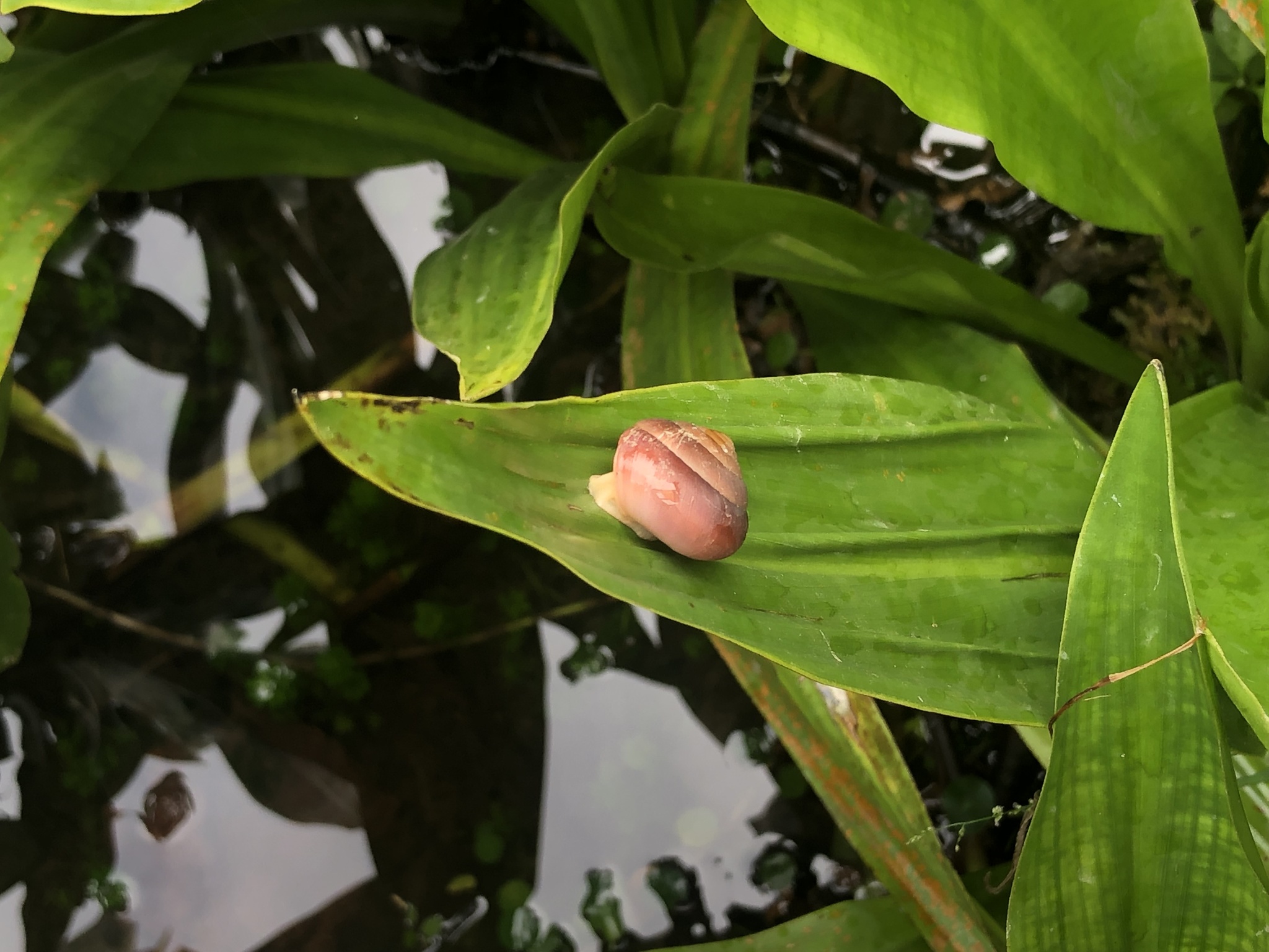 Quantula striata (J.E.Gray, 1834)