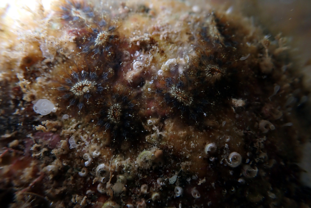 Star Tunicate from Onkaparinga - North Coast, South Australia ...