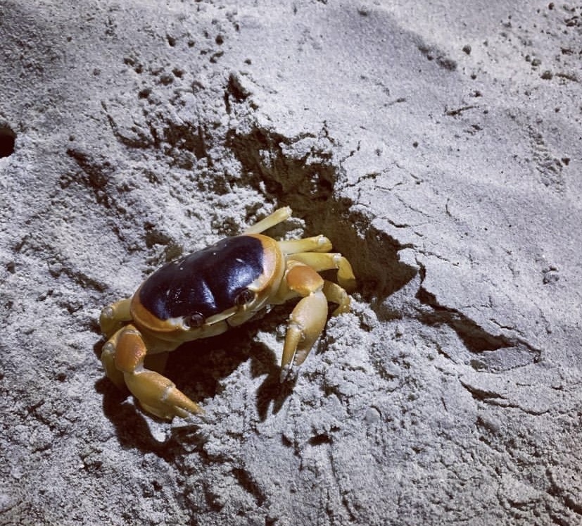 Gecarcinus lateralis Guérin, 1832