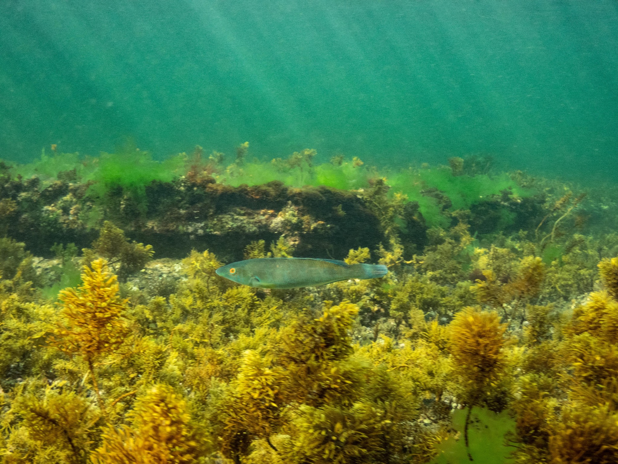 Haletta semifasciata (Valenciennes, 1840)