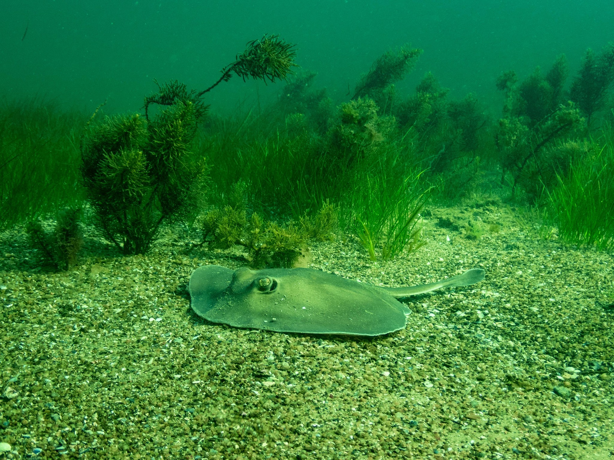 Urolophus paucimaculatus Dixon, 1969