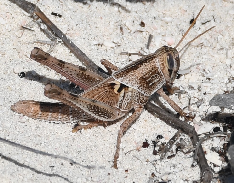 Schistocerca serialis cubense (Saussure, 1861)