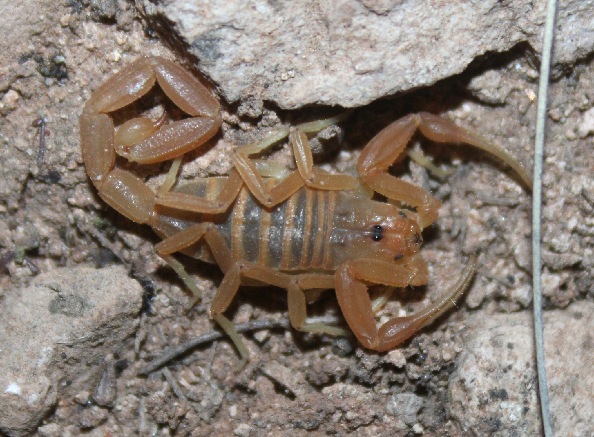 Centruroides sculpturatus Ewing, 1928