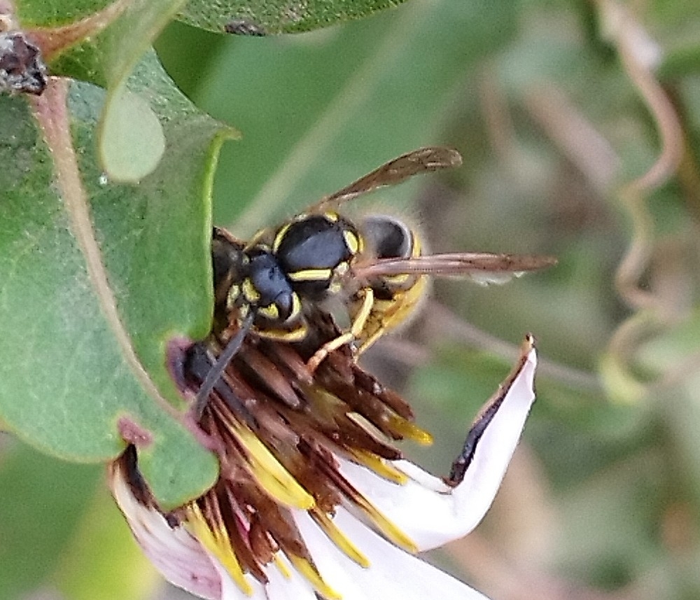 Vespula vulgaris (Linnaeus, 1758)