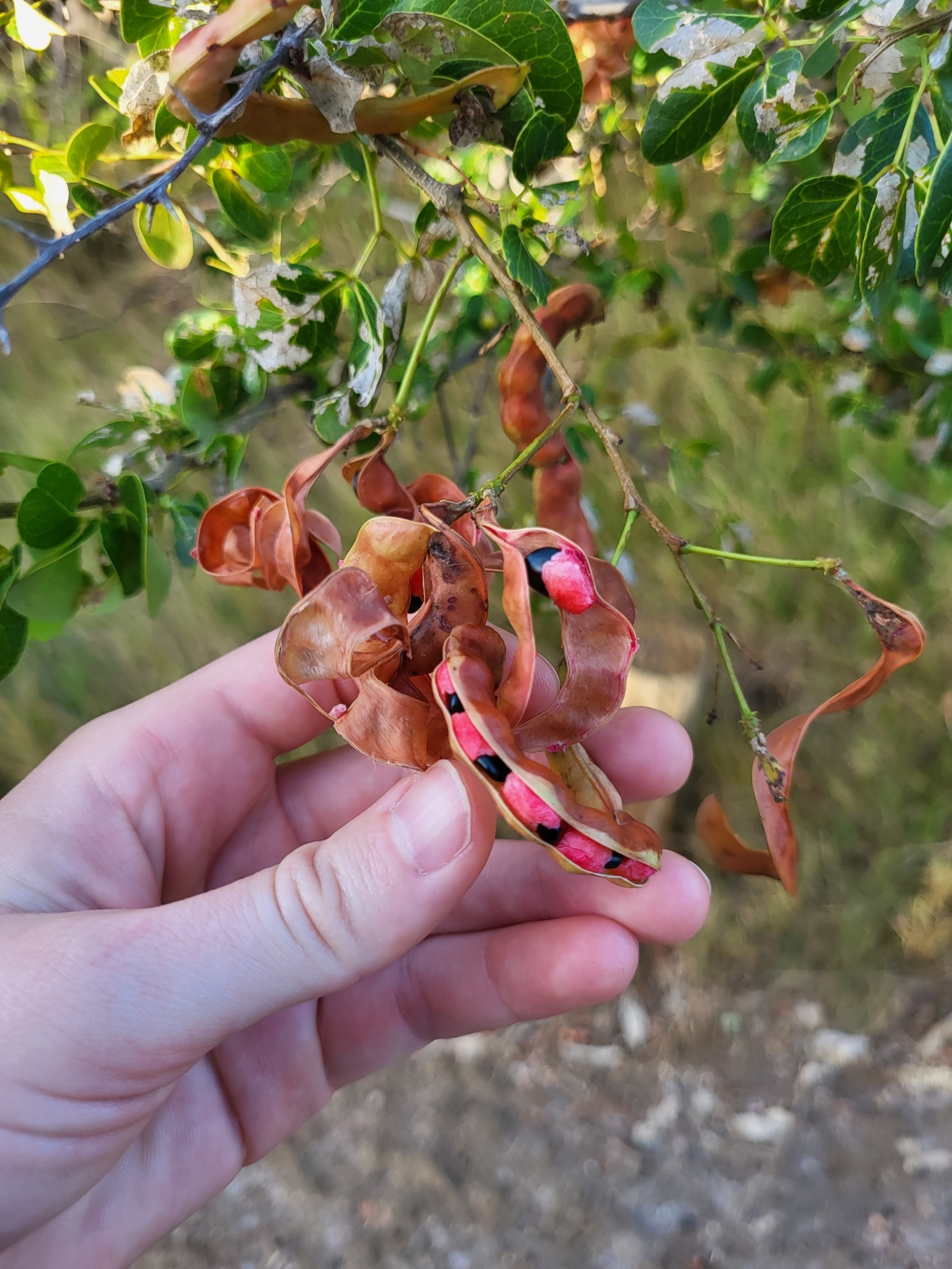 Pithecellobium unguis-cati (L.) Benth.