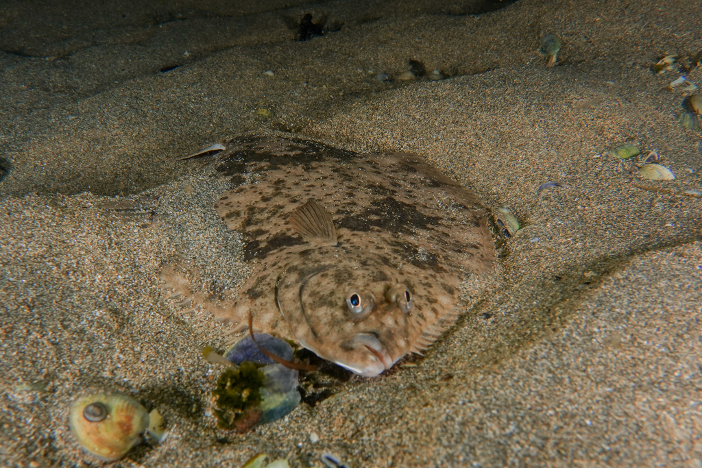 Sand flounder from Northland, New Zealand on February 10, 2023 at 08:08 ...