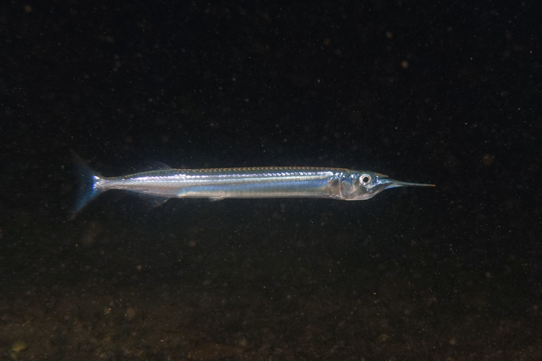 Hyporhamphus ihi Phillipps, 1932