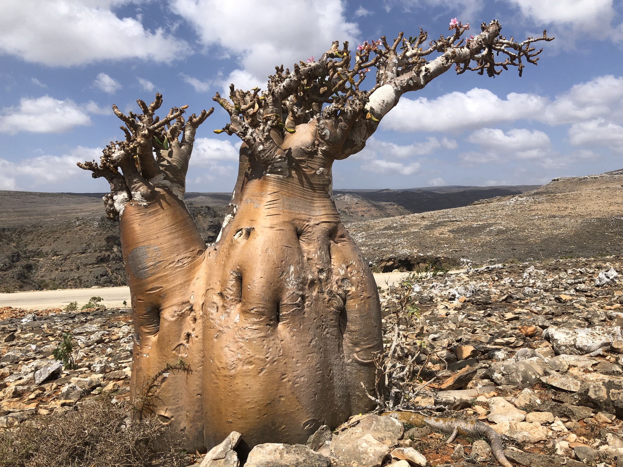 Adenium obesum (Forssk.) Roem. & Schult.
