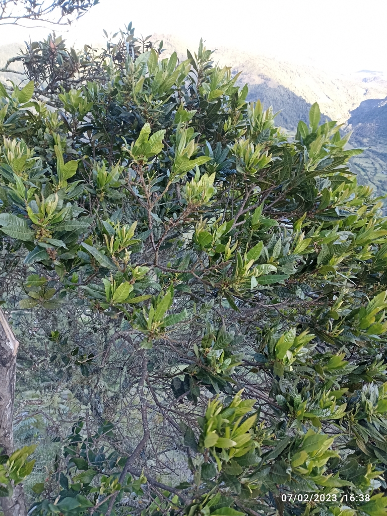 Morella pubescens from Silvia, CO-CA, CO on February 7, 2023 at 04:38 ...