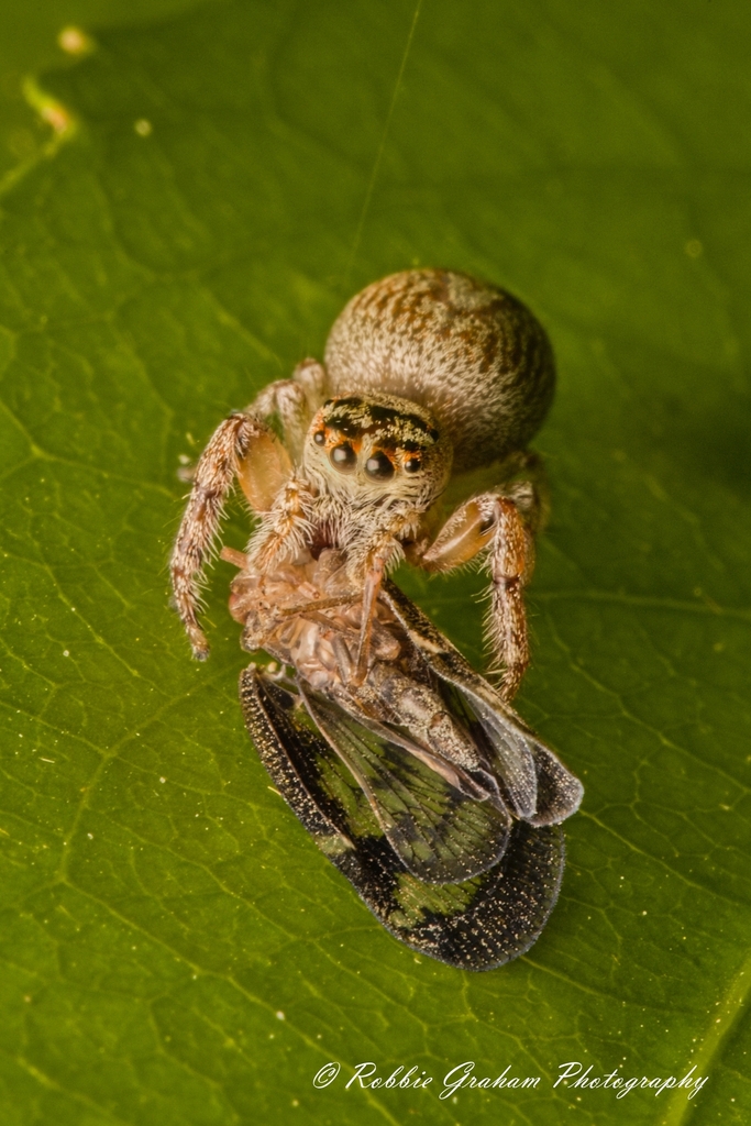 Cyclops Jumping Spider from Waitahanui, New Zealand on February 11 ...