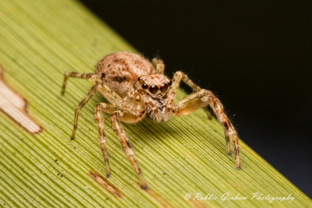 Aussie Bronze Jumping Spider from Waitahanui, New Zealand on February 11, 2023 at 04:11 PM by ...
