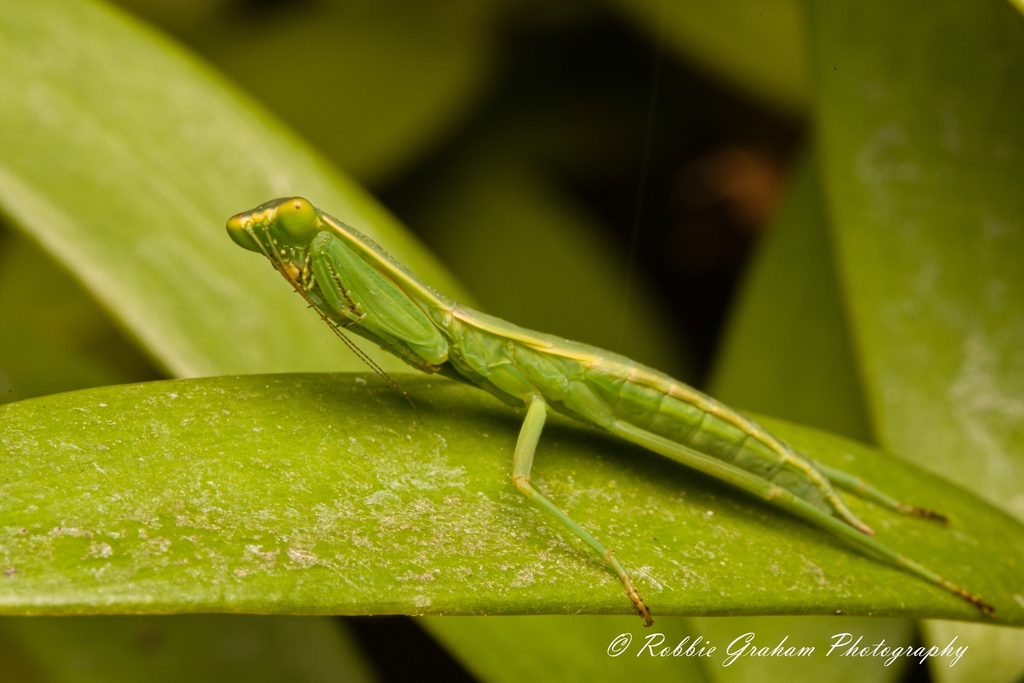 New Zealand Mantis from Waitahanui, New Zealand on February 11, 2023 at ...