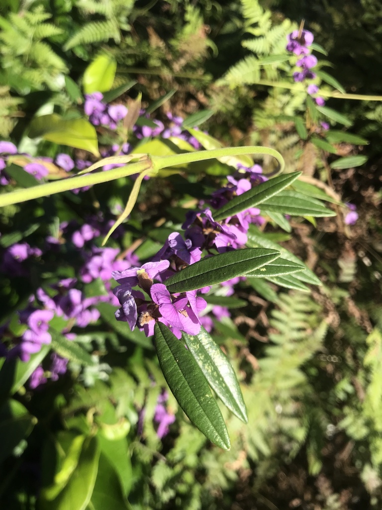 Purple Bush Pea from USC: University of the Sunshine Coast - Australia ...