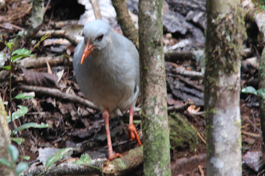 Kagu in June 2011 by leithallb. Given to me by photographer @nyoni-pete ...