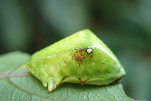 Sansarea formosana · iNaturalist