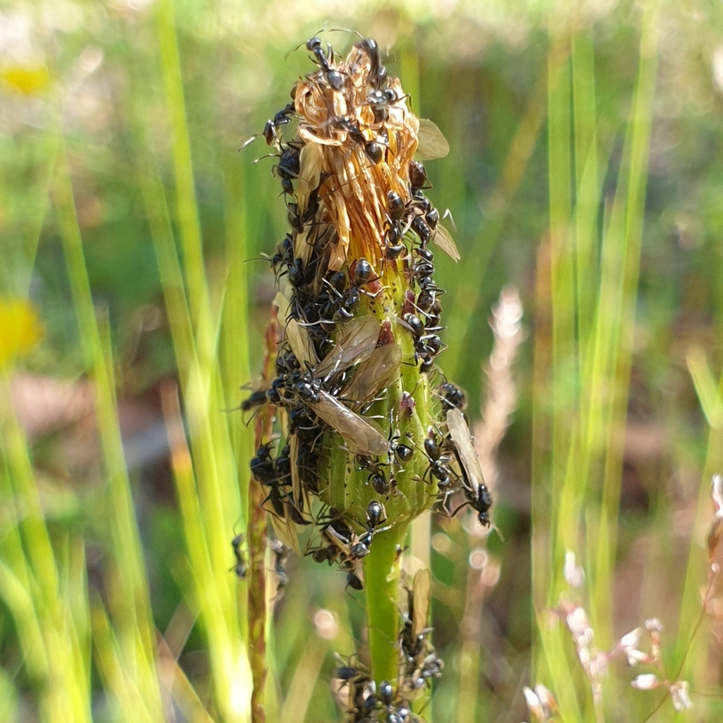 Anonychomyrma from Yarra Ranges, Murrindindi - East, AU-VI, AU on ...