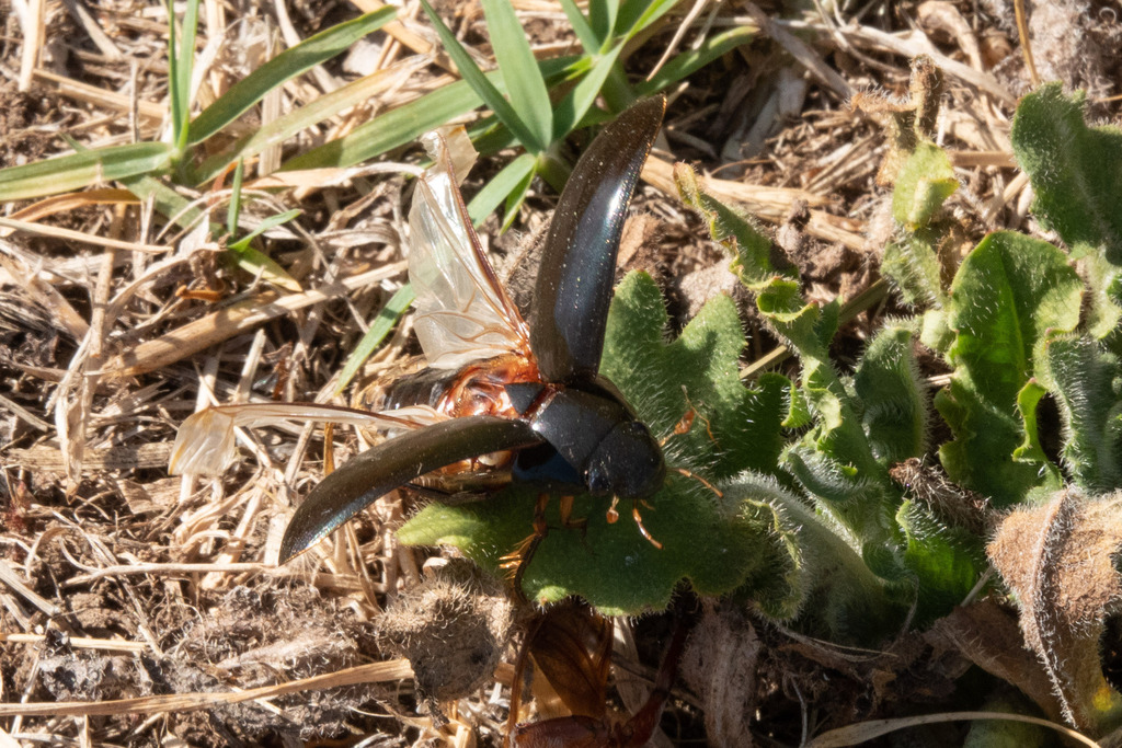 Hydrophilus from Castlemaine VIC, Australia on January 15, 2023 at 09: ...