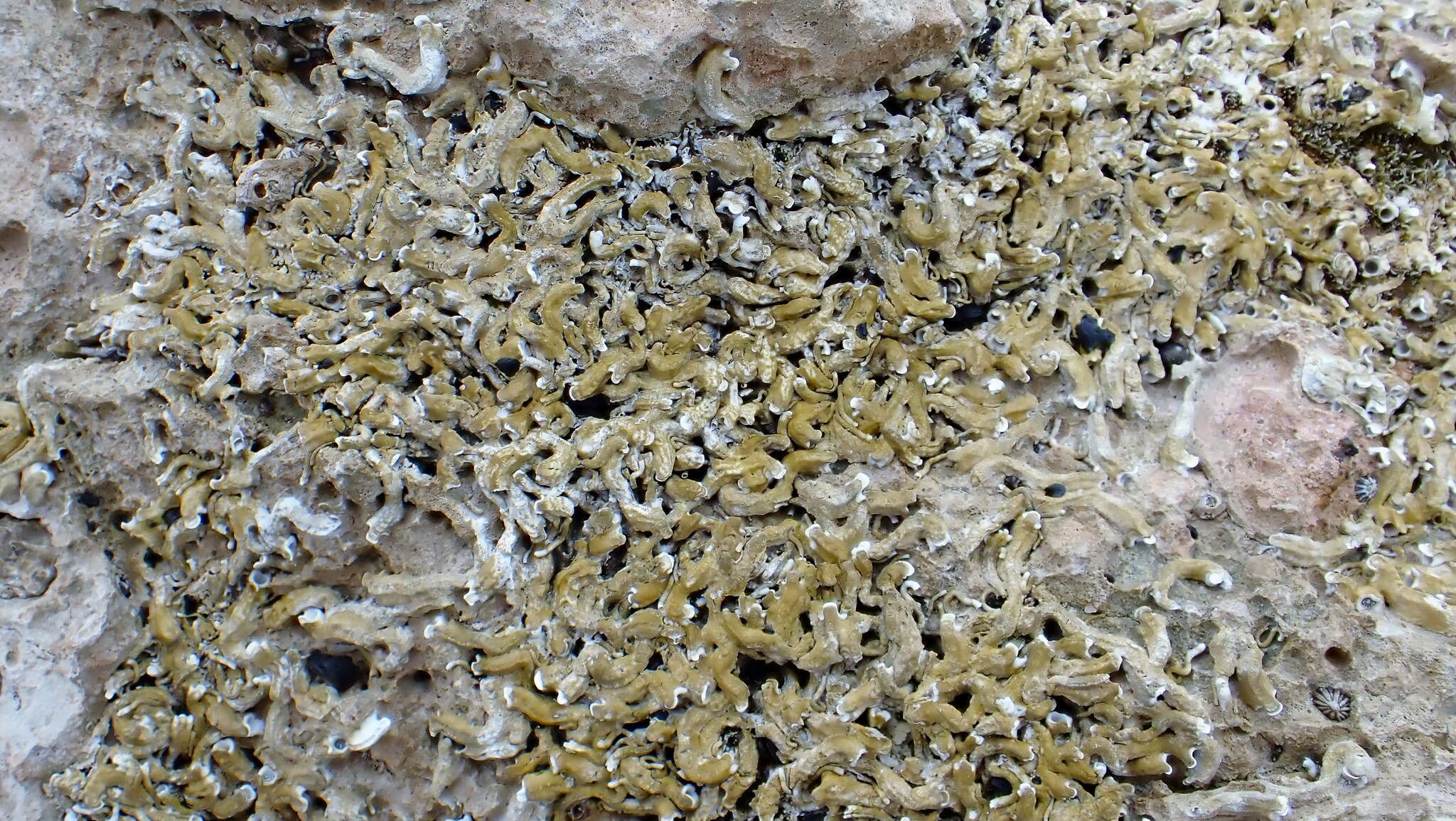 Galeolaria caespitosa Lamarck, 1818