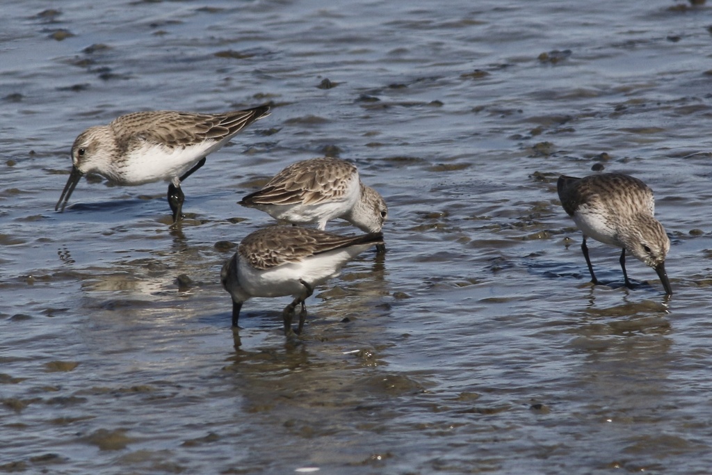 Western Sandpiper from Charleston Slough, Mountain View, CA, US on ...