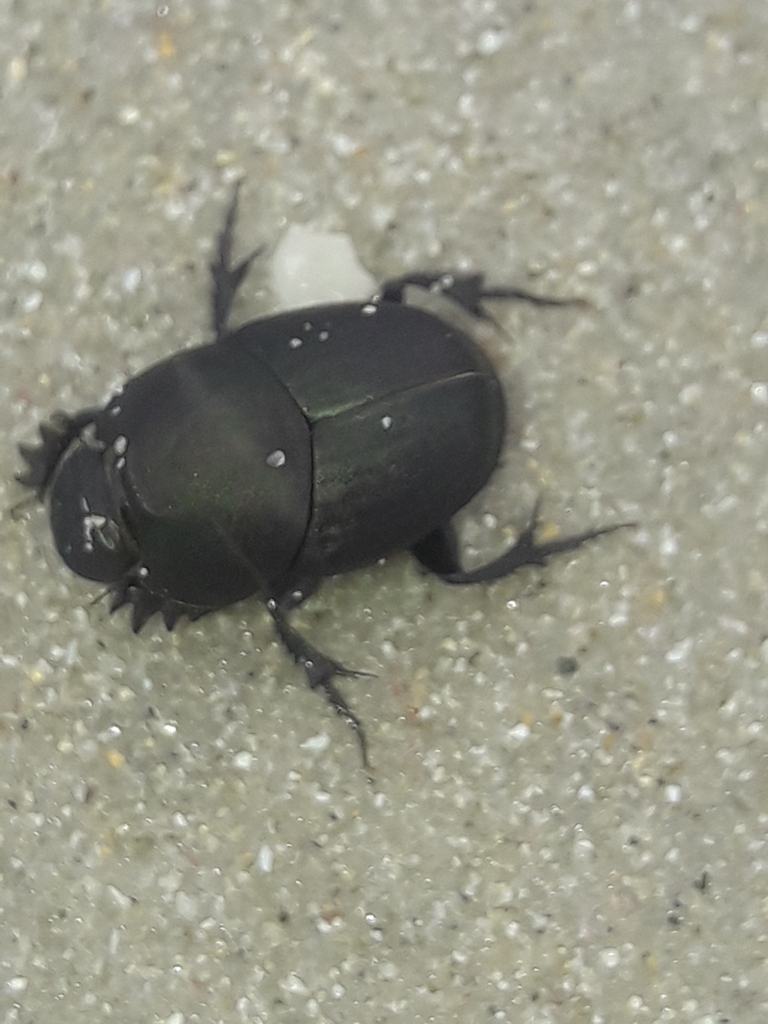 Bull-headed Dung Beetle from Northland, New Zealand on February 11 ...