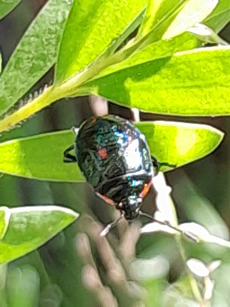 Brown soldier bug from Narre Warren VIC 3805, Australia on February 11 ...