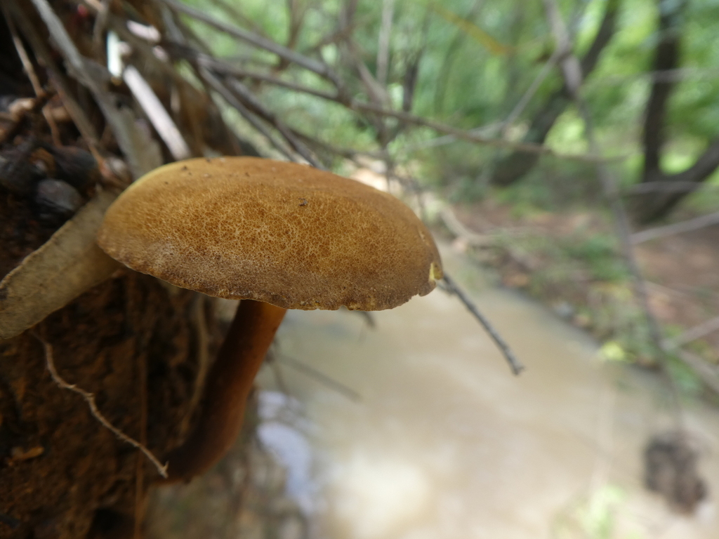Phylloporus from Townsville QLD, Australia on February 07, 2023 at 11: ...